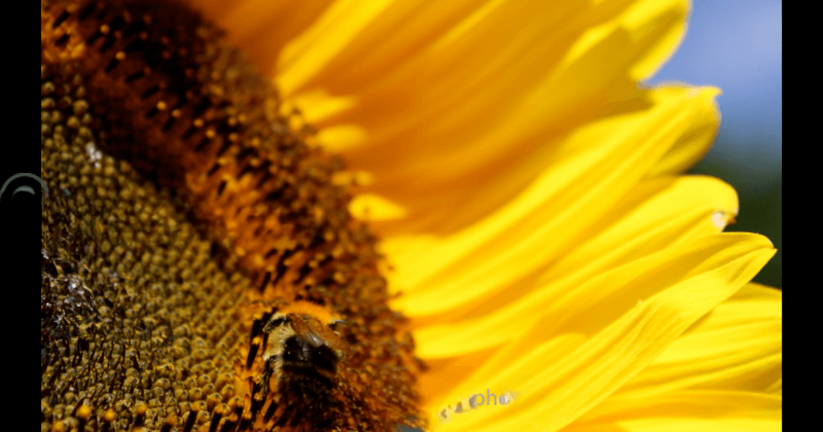 Download and run Digital Photo Frame Slideshow on PC & Mac (Emulator)