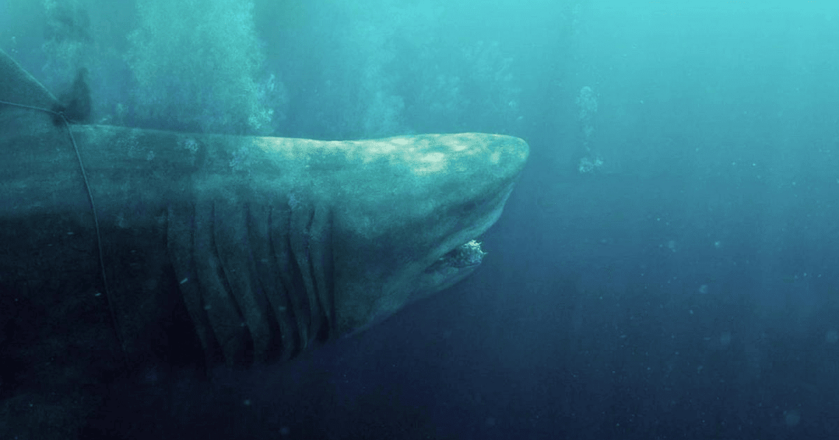 Download & Play Wild Ocean: Shark Hunting Game on PC & Mac (Emulator)