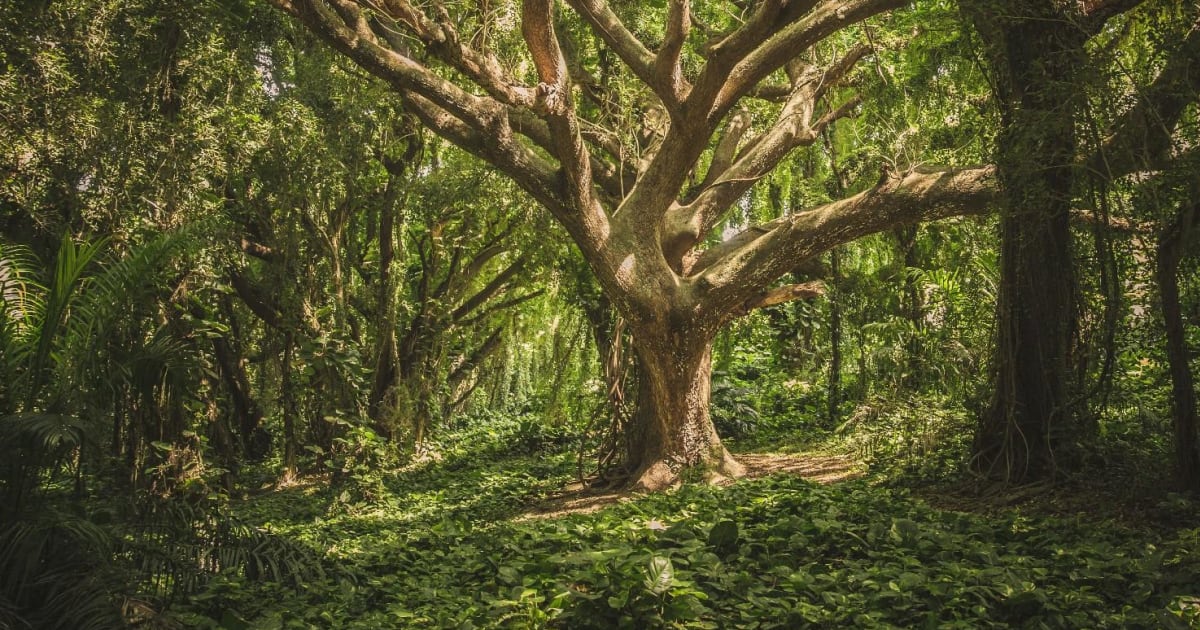 Download & Play Incredible Forest Jigsaw Puzzl on PC & Mac (Emulator)