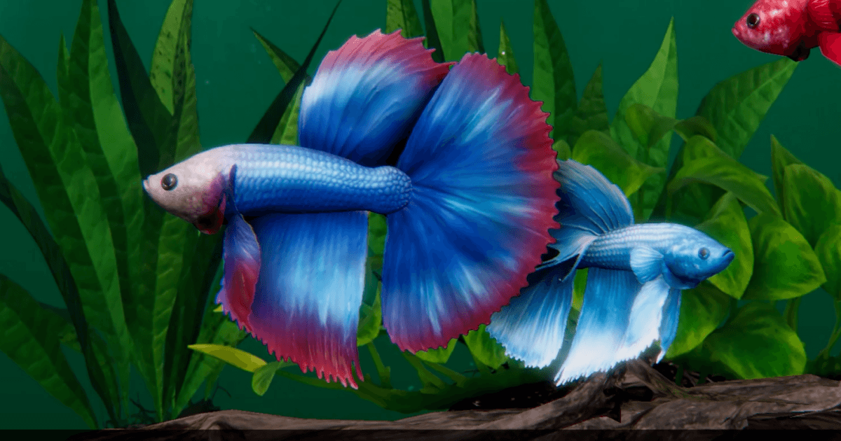 Download & Play Bettarium - Betta Fish Tank on PC & Mac (Emulator)