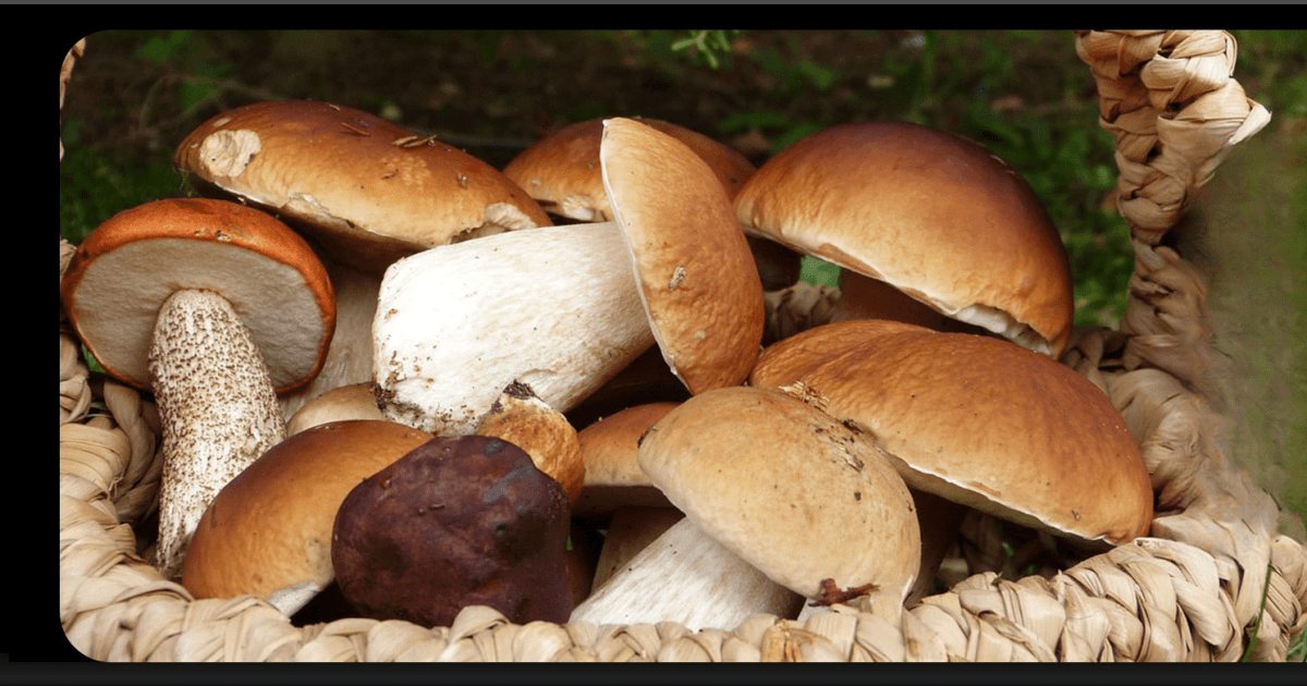 Download & Play Mushroom picker on PC & Mac (Emulator)